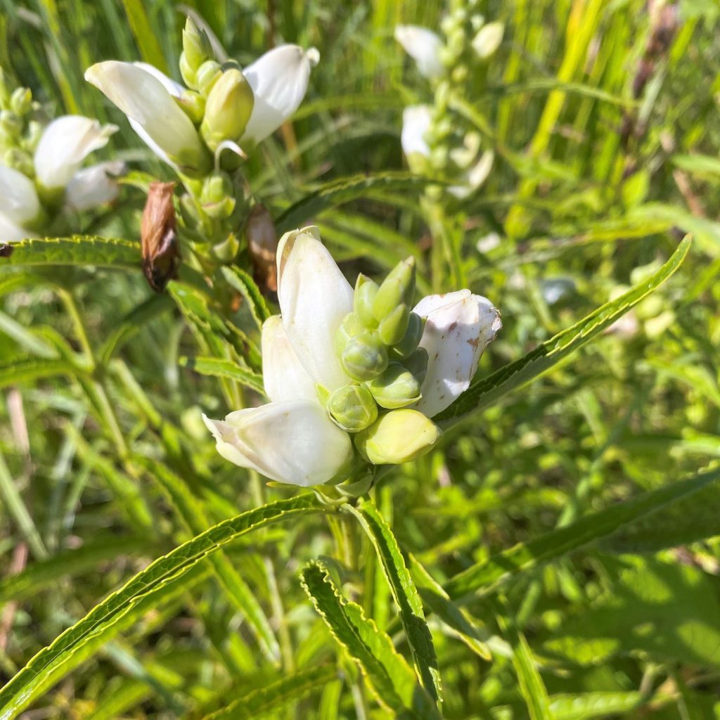 Chelone glabra (White Turtlehead) - Cavano's Perennials