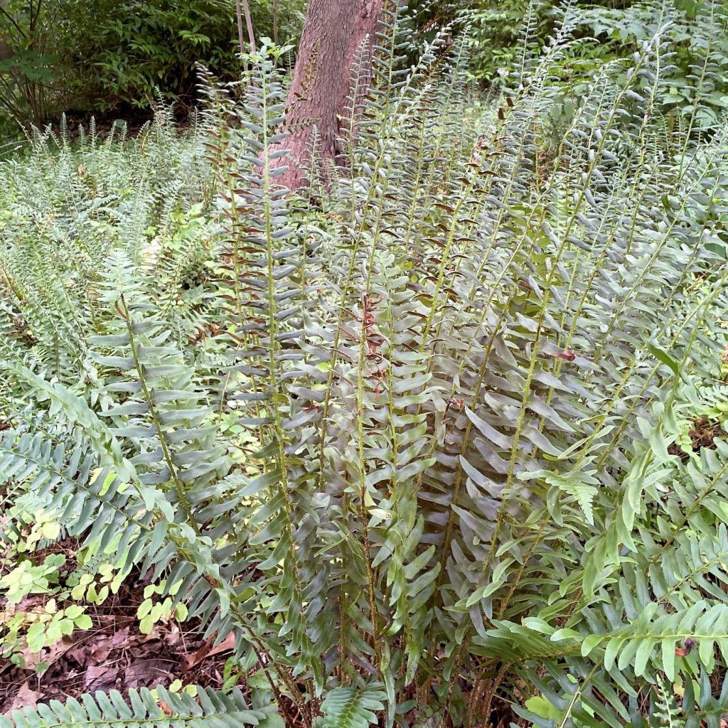Polystichum acrostichoides (xmas fern) - Cavano’s Perennials