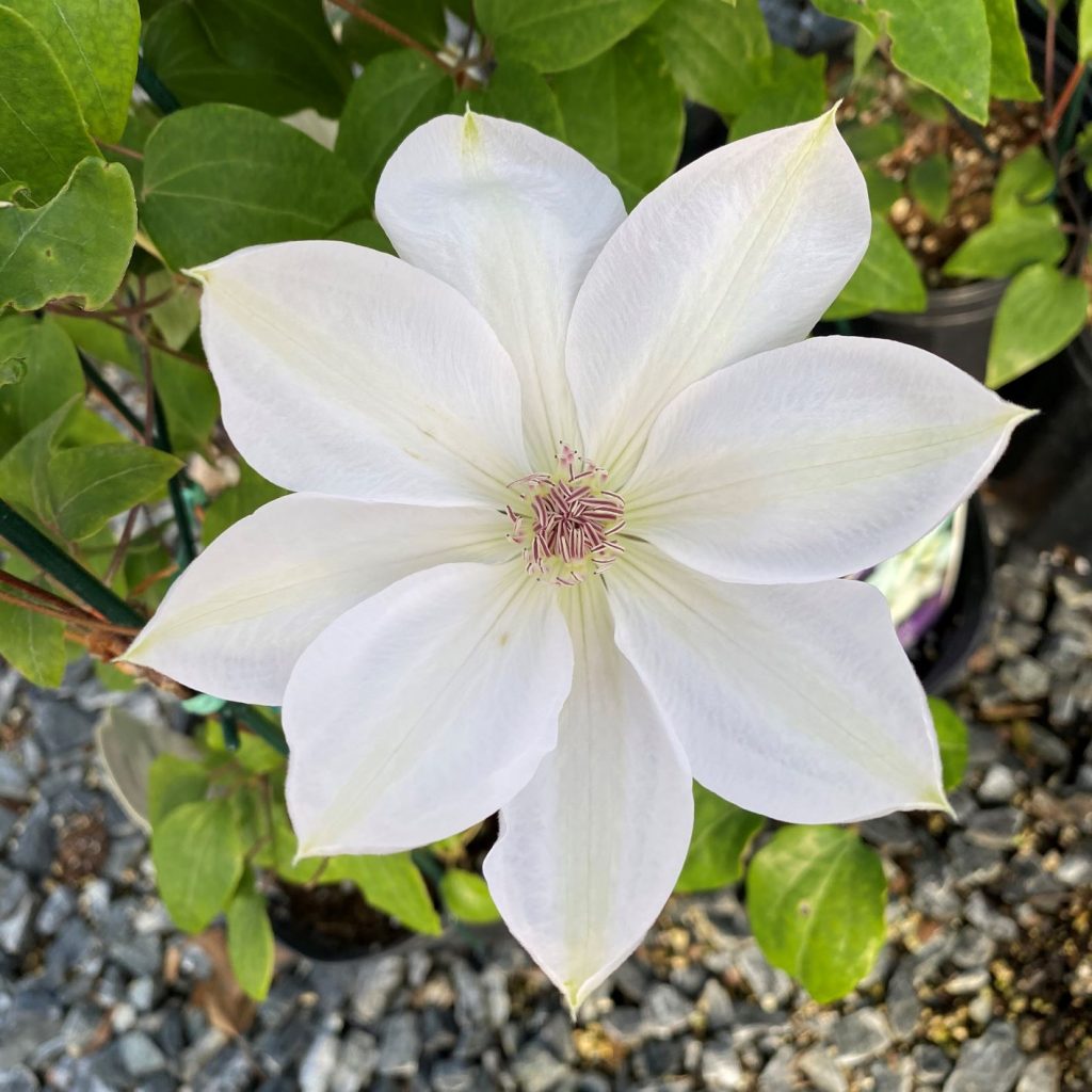 Clematis x ‘Henryi’ - Cavano's Perennials