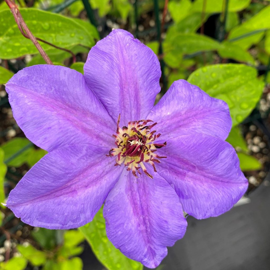 Clematis x ‘Ramona’ - Cavano’s Perennials