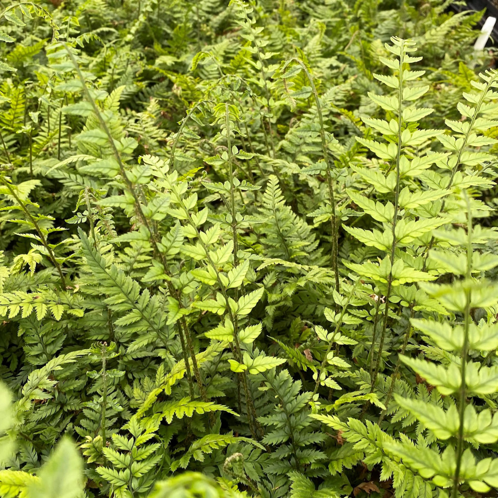 Polystichum tsus-simense (Korean Rock Fern) - Cavano's Perennials