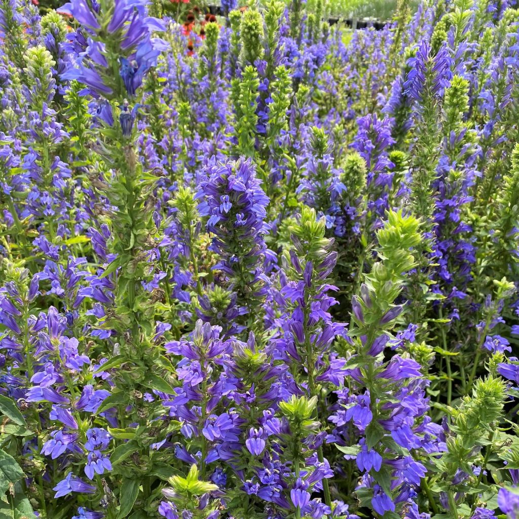 Lobelia siphilitica (Great Blue Lobelia) - Cavano’s Perennials