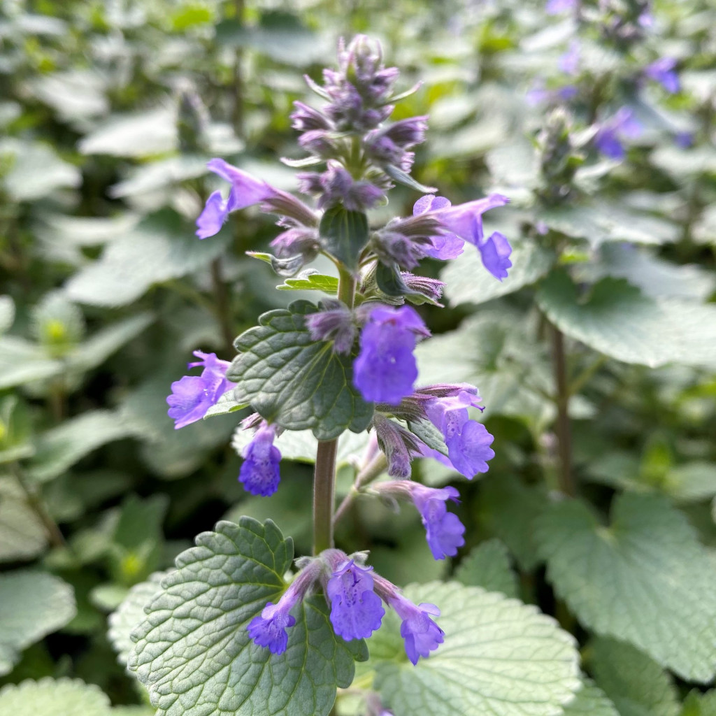 Nepeta racemosa ‘Blue Wonder’ (Catmint) - Cavano’s Perennials
