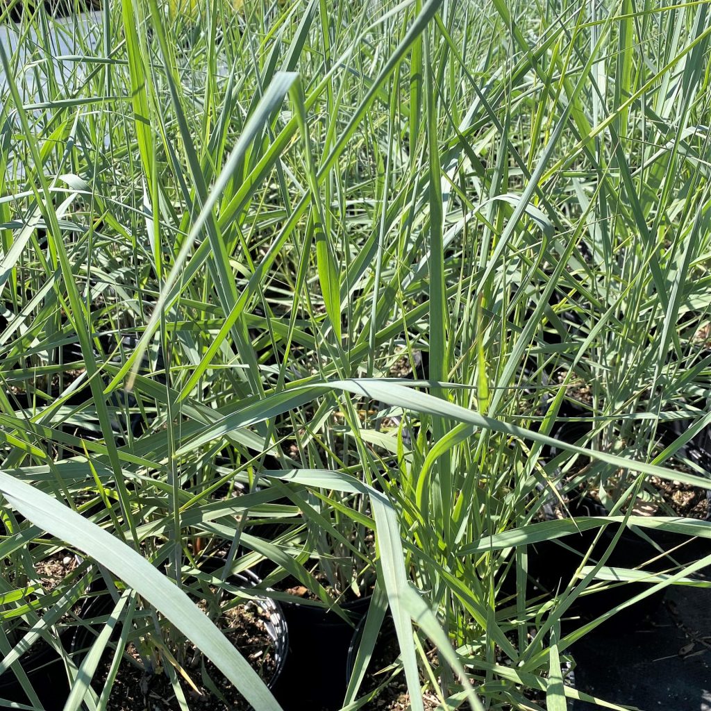 Panicum amarum ‘Dewey Blue’ - Cavano’s Perennials