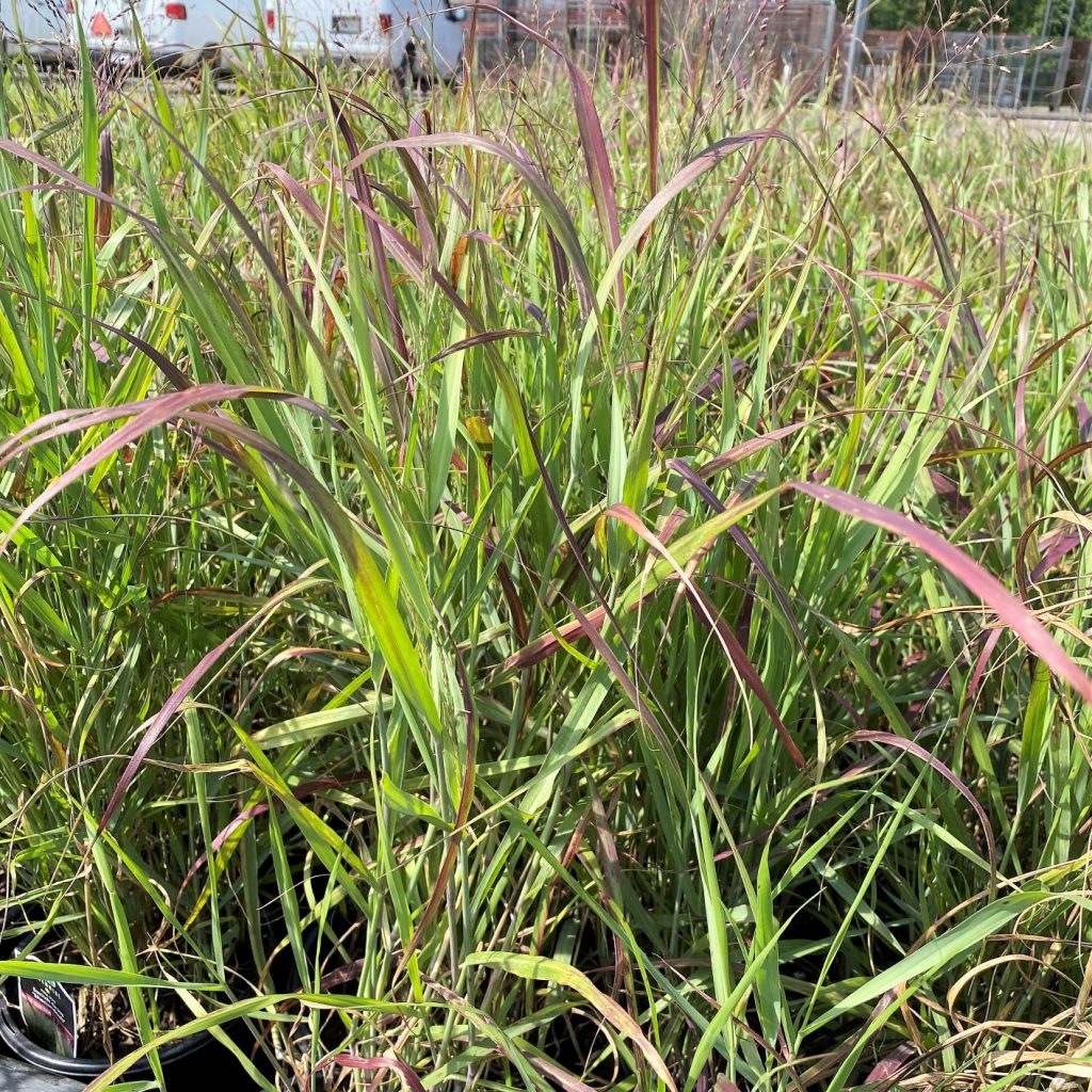 Panicum ‘Shenandoah’ (Switch Grass) - Cavano's Perennials
