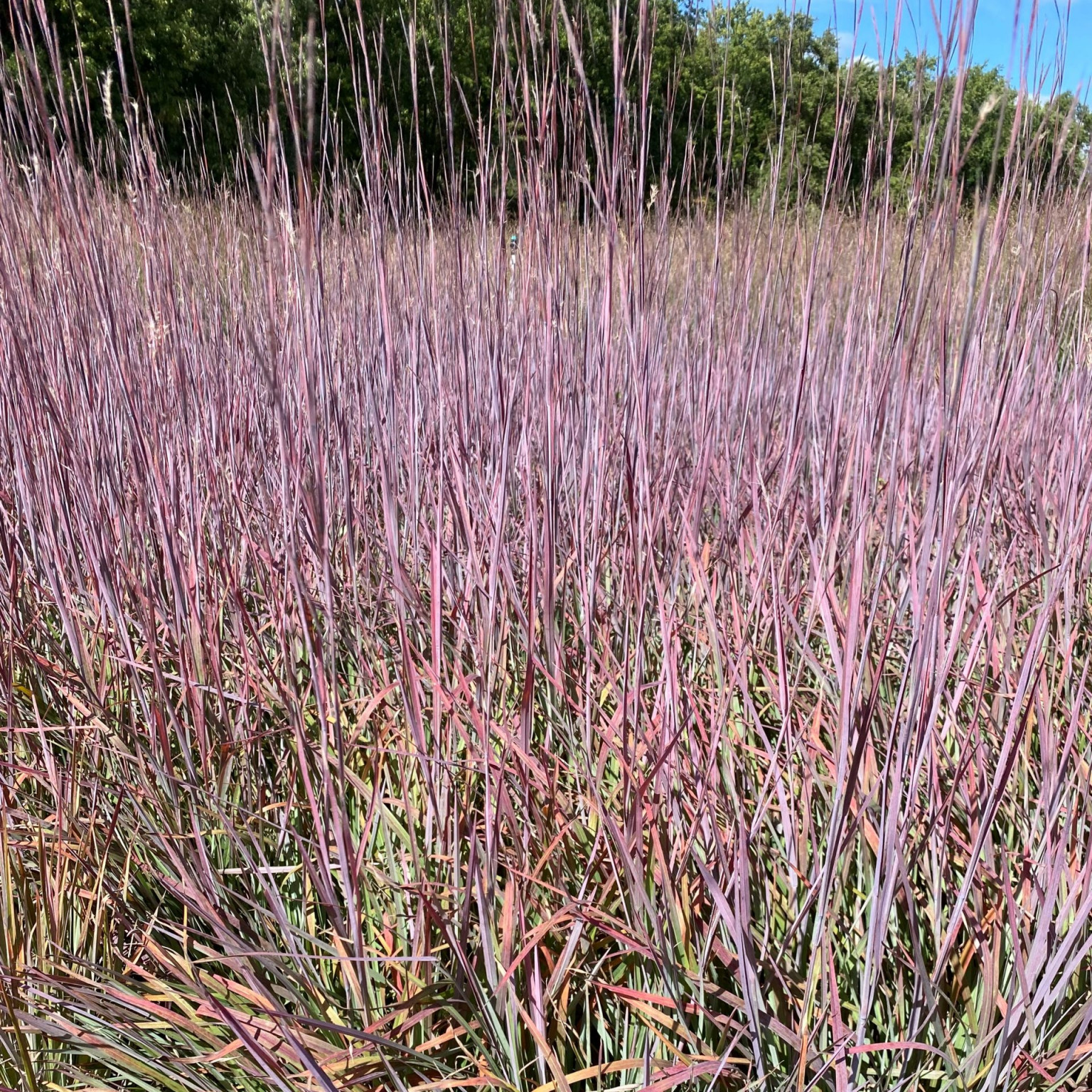 Schizachyrium ‘Standing Ovation’ - Cavano's Perennials