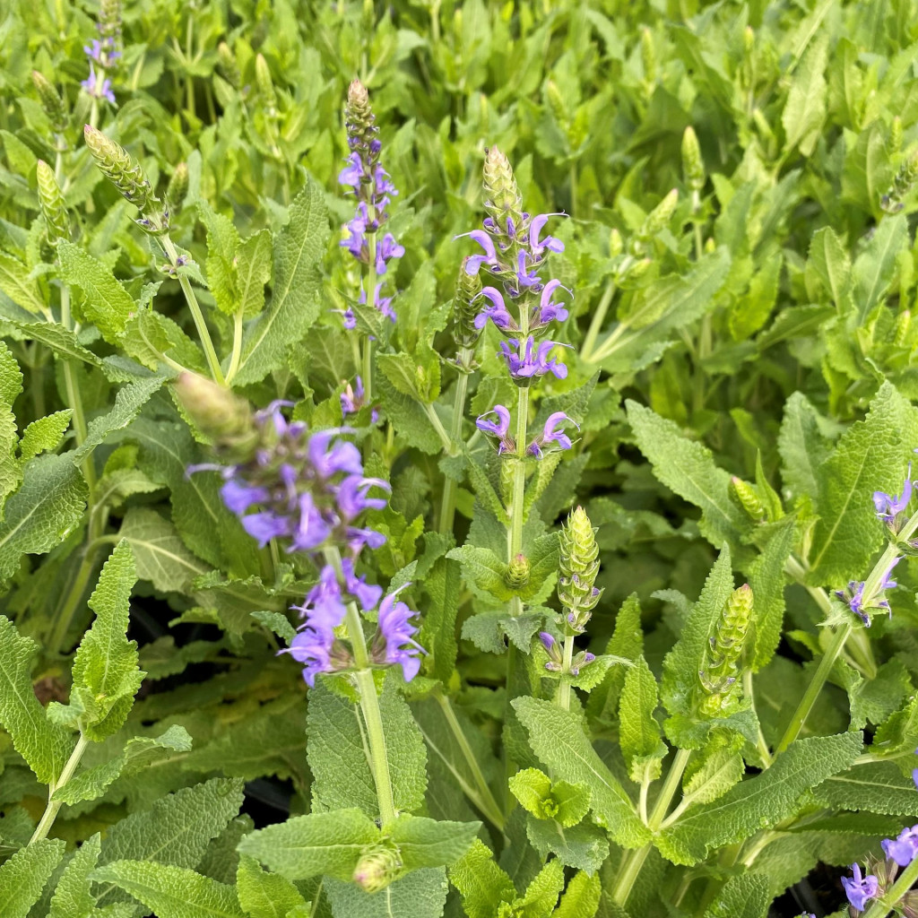 Salvia ‘Blue Hill’ (Meadow Sage) - Cavano’s Perennials