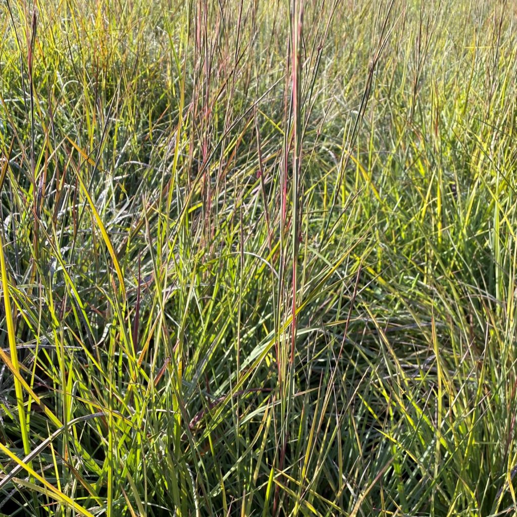 Schizachyrium scoparium ‘Prairie Blues’ - Cavano's Perennials