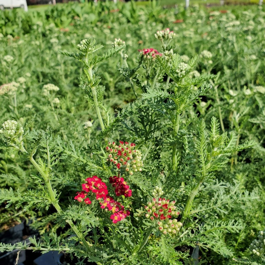 Achillea millefolium ‘Paprika’ (Yarrow) - Cavano's Perennials