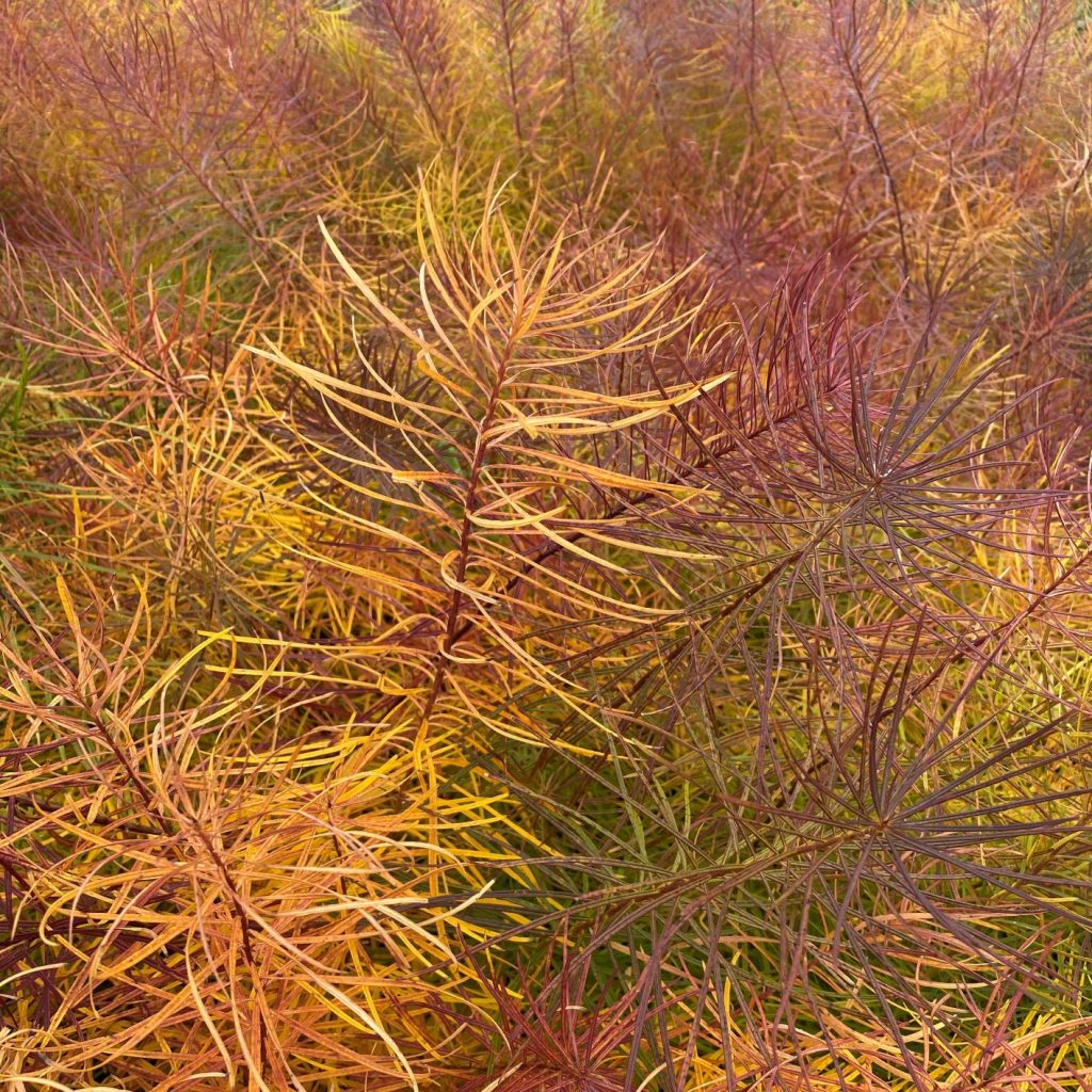 Amsonia hubrichtii (Blue Star) - Cavano’s Perennials