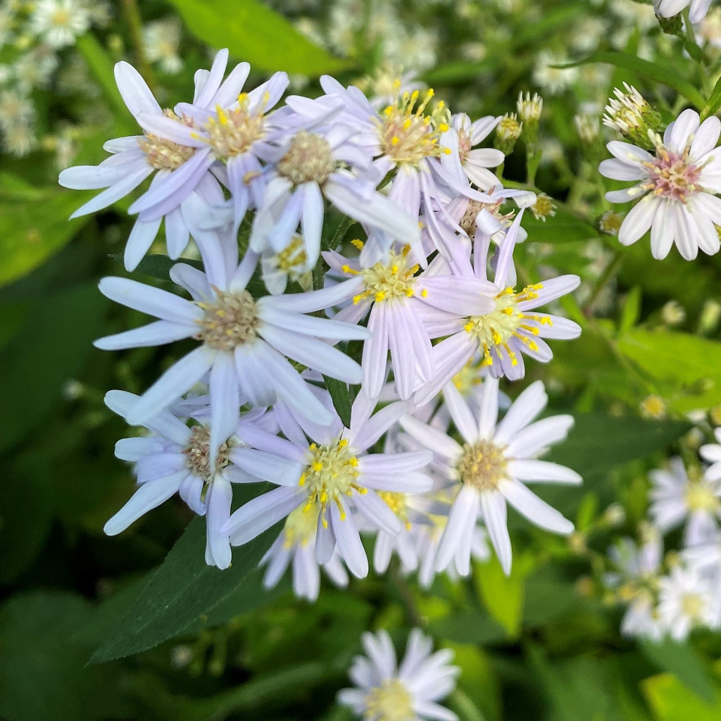 Aster macrophyllus (Bigleaf Aster) - Cavano's Perennials
