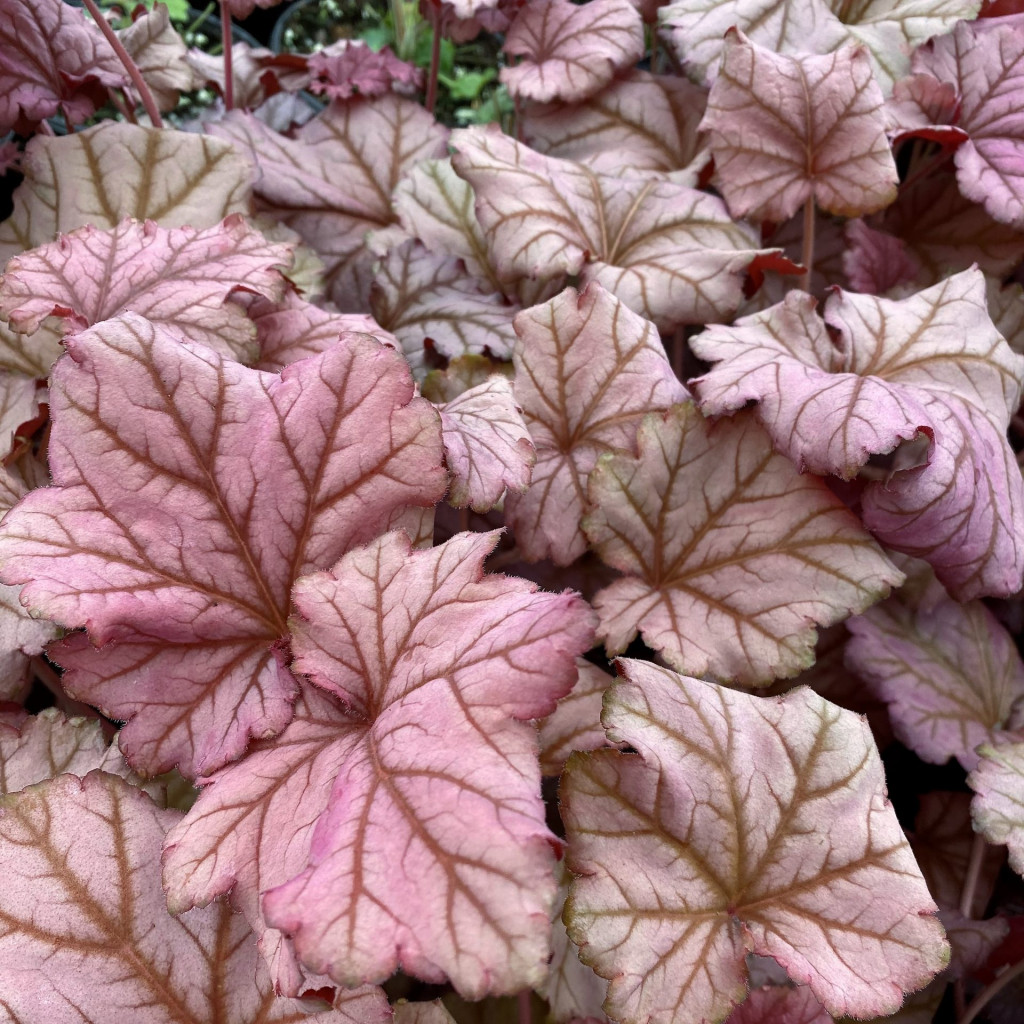 Heuchera ‘Berry Smoothie’ (Coral Bells) - Cavano’s Perennials