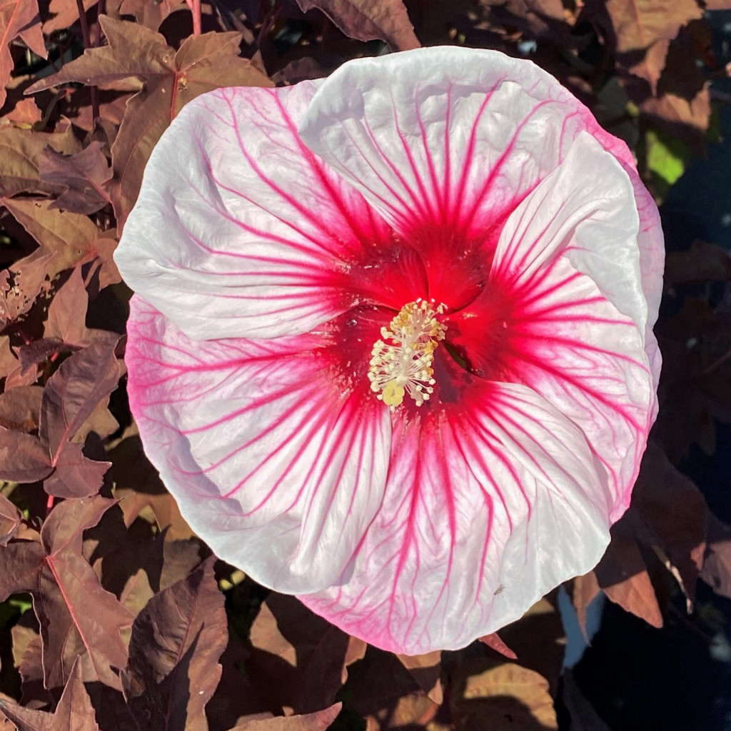 Hibiscus Summerific® ‘Cherry Choco Latte’ (Rose Mallow) - Cavano’s ...