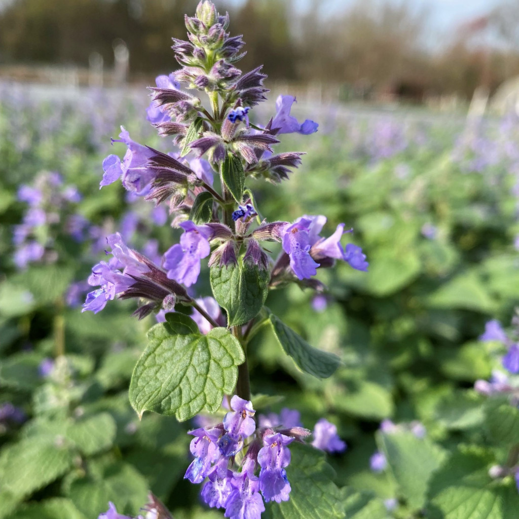 Nepeta racemosa ‘Blue Wonder’ (Catmint) - Cavano's Perennials