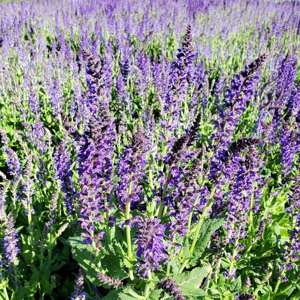 Salvia ‘May Night’ (Meadow Sage) - Cavano's Perennials