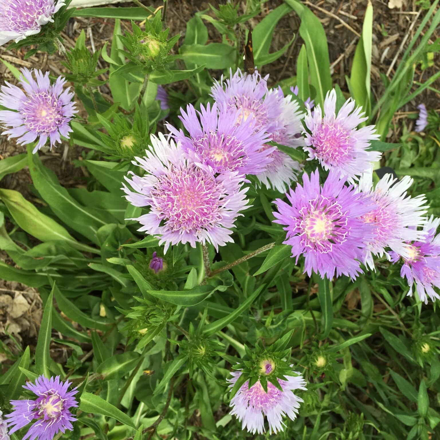 Stokesia laevis (Stokes’ Aster) - Cavano’s Perennials
