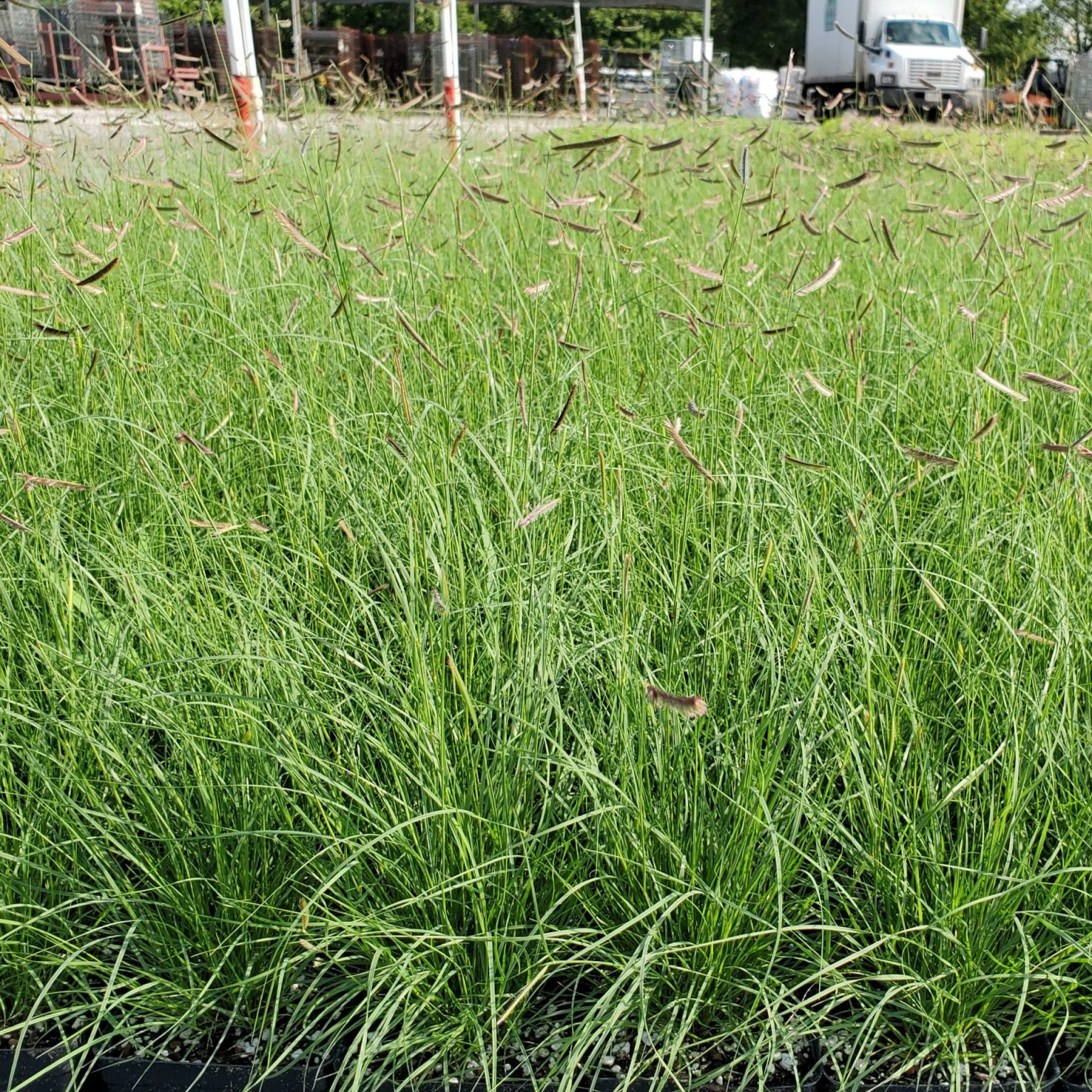 Bouteloua gracilis (Blue Grama Grass) - Cavano's Perennials