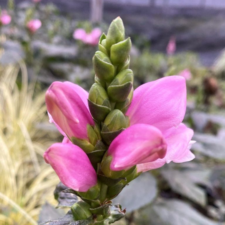 Chelone ‘Tiny Tortuga’ (Turtlehead) - Cavano's Perennials