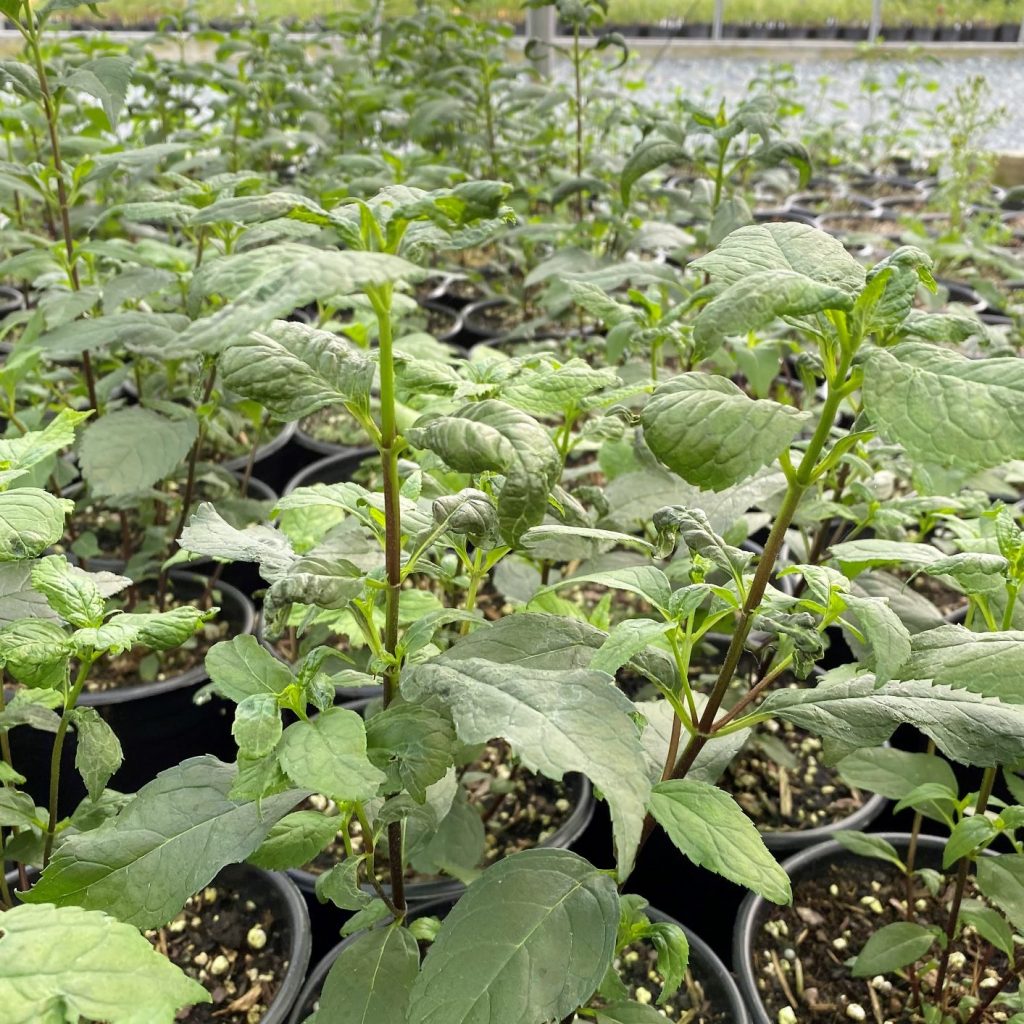 Chelone ‘Tiny Tortuga’ (Turtlehead) - Cavano's Perennials