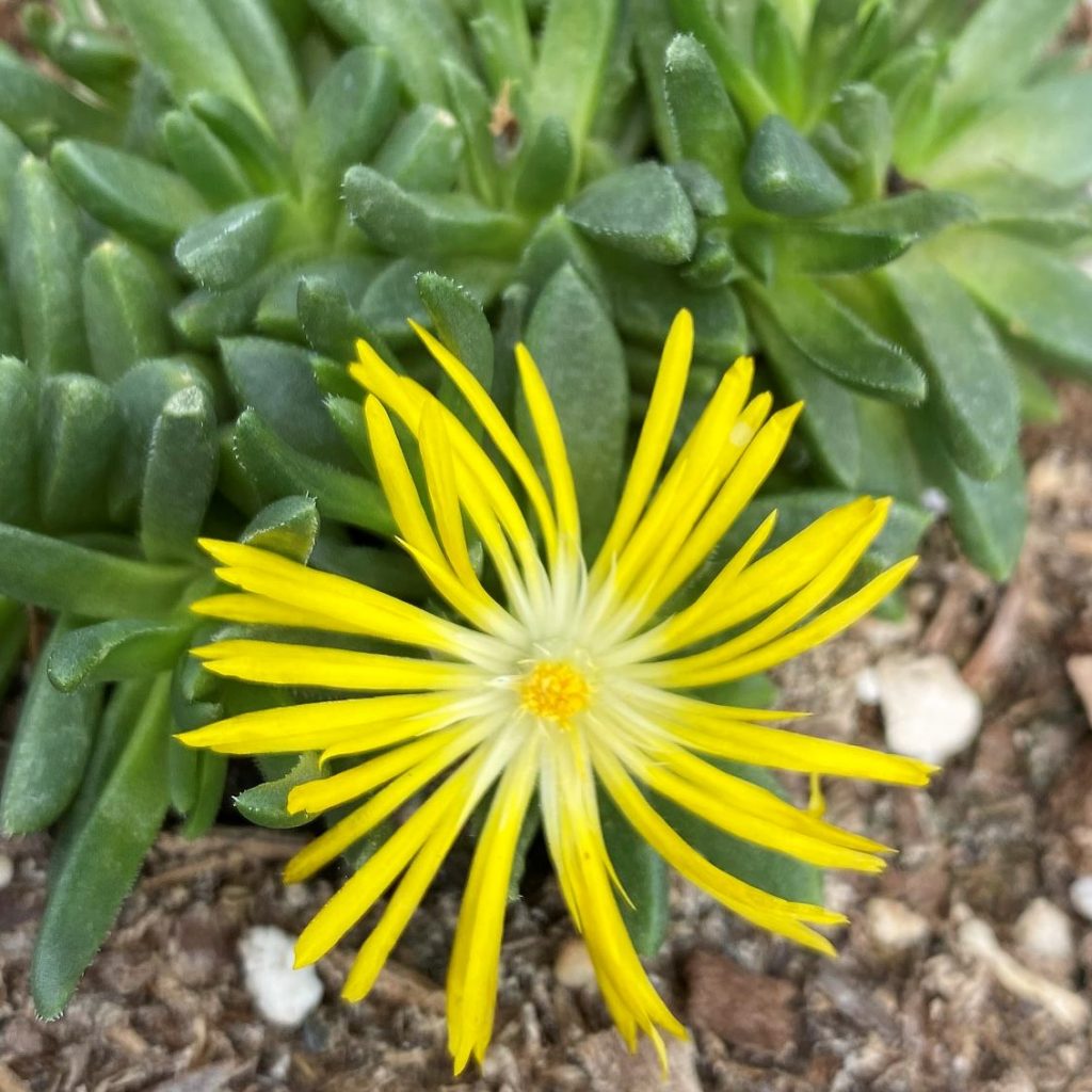 Delosperma congestum (Ice Plant) - Cavano’s Perennials