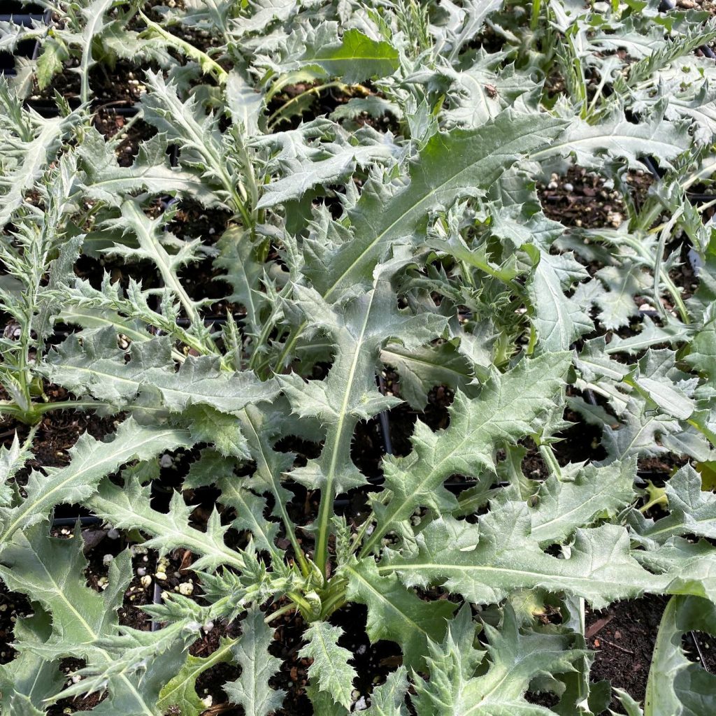 Echiniops ‘Arctic Glow’ (Globe Thistle) - Cavano's Perennials