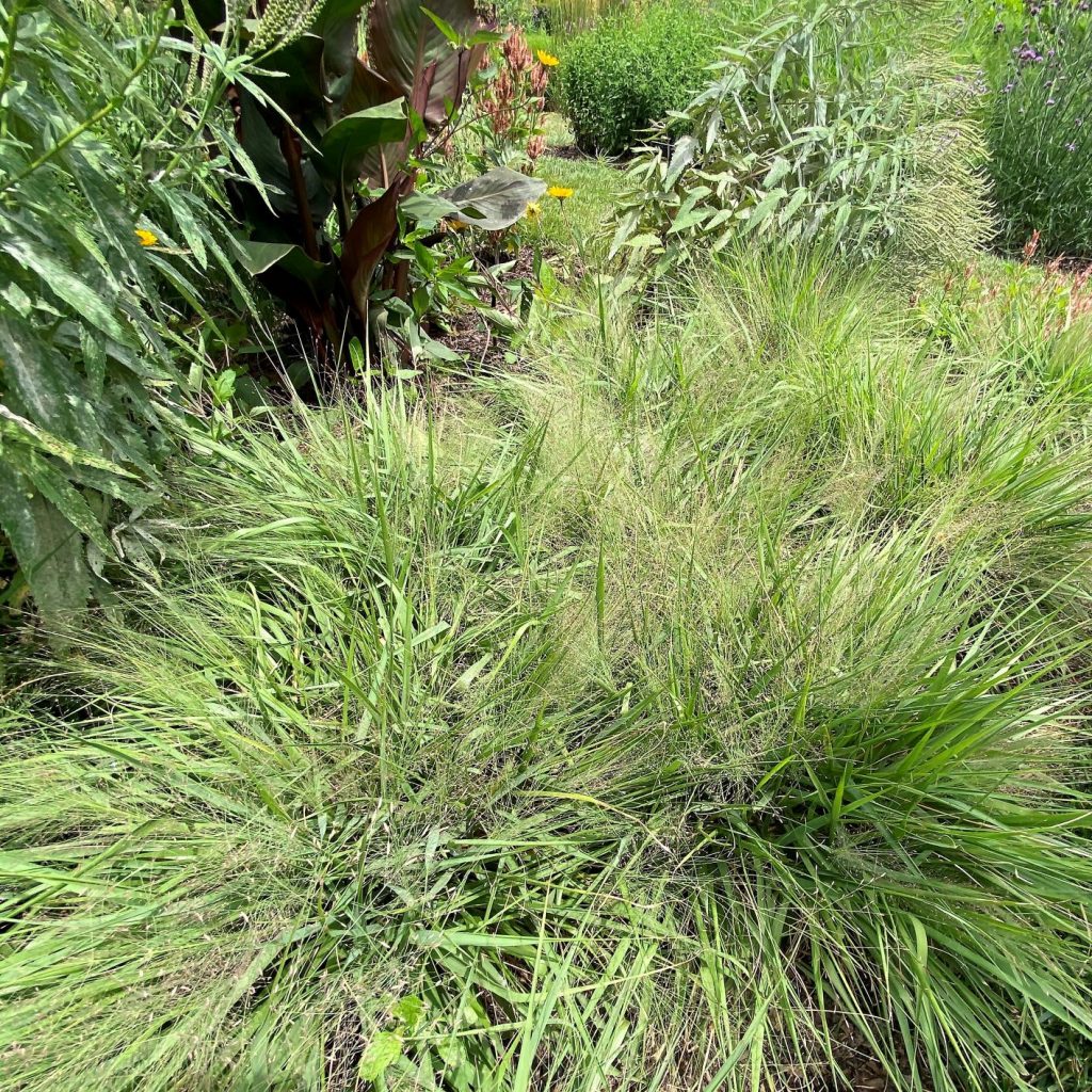 Eragrostis spectabilis (Purple Love Grass) - Cavano’s Perennials