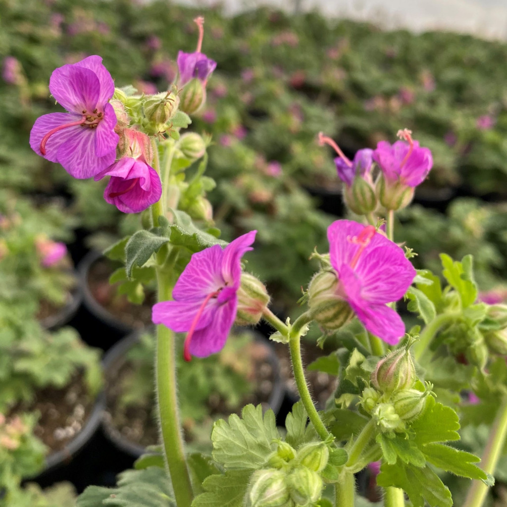 Geranium ‘Bevan’s Variety’ (Cransbill) - Cavano's Perennials