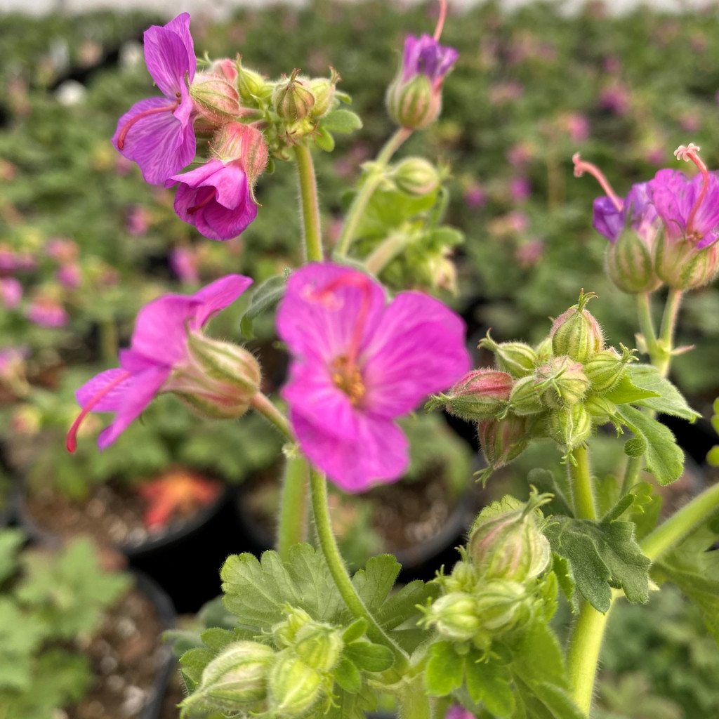 Geranium ‘Bevan’s Variety’ (Cransbill) - Cavano's Perennials