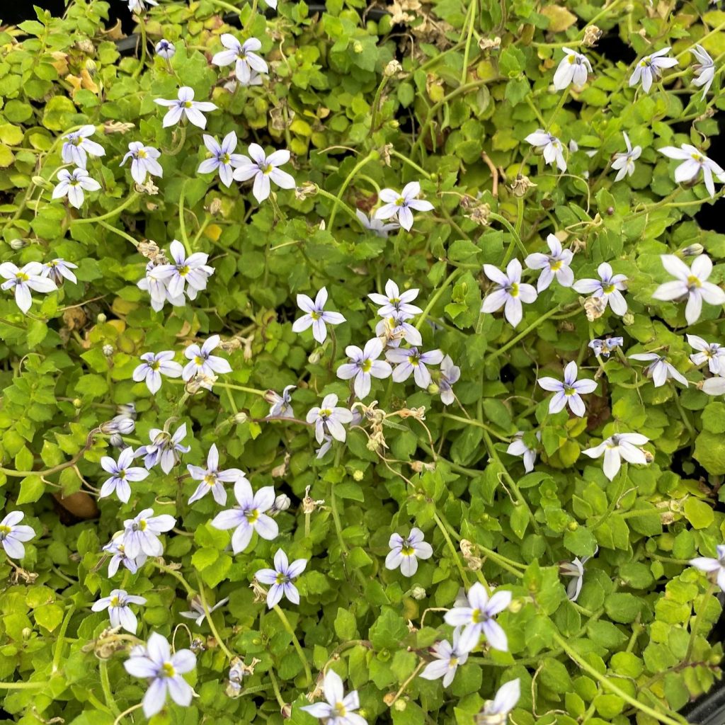 Isotoma fluviatilis (Blue Star Creeper) - Cavano’s Perennials