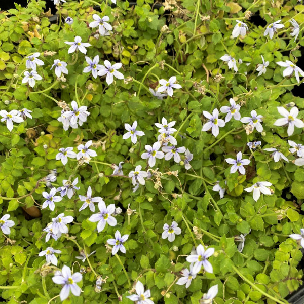 Isotoma fluviatilis (Blue Star Creeper) - Cavano’s Perennials