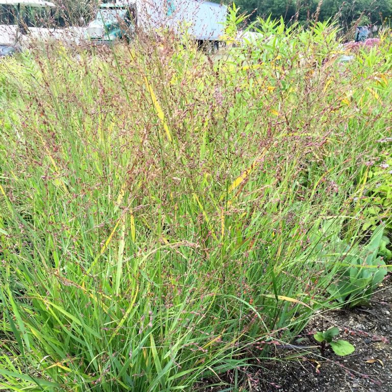 Panicum virgatum (Switchgrass) - Cavano's Perennials