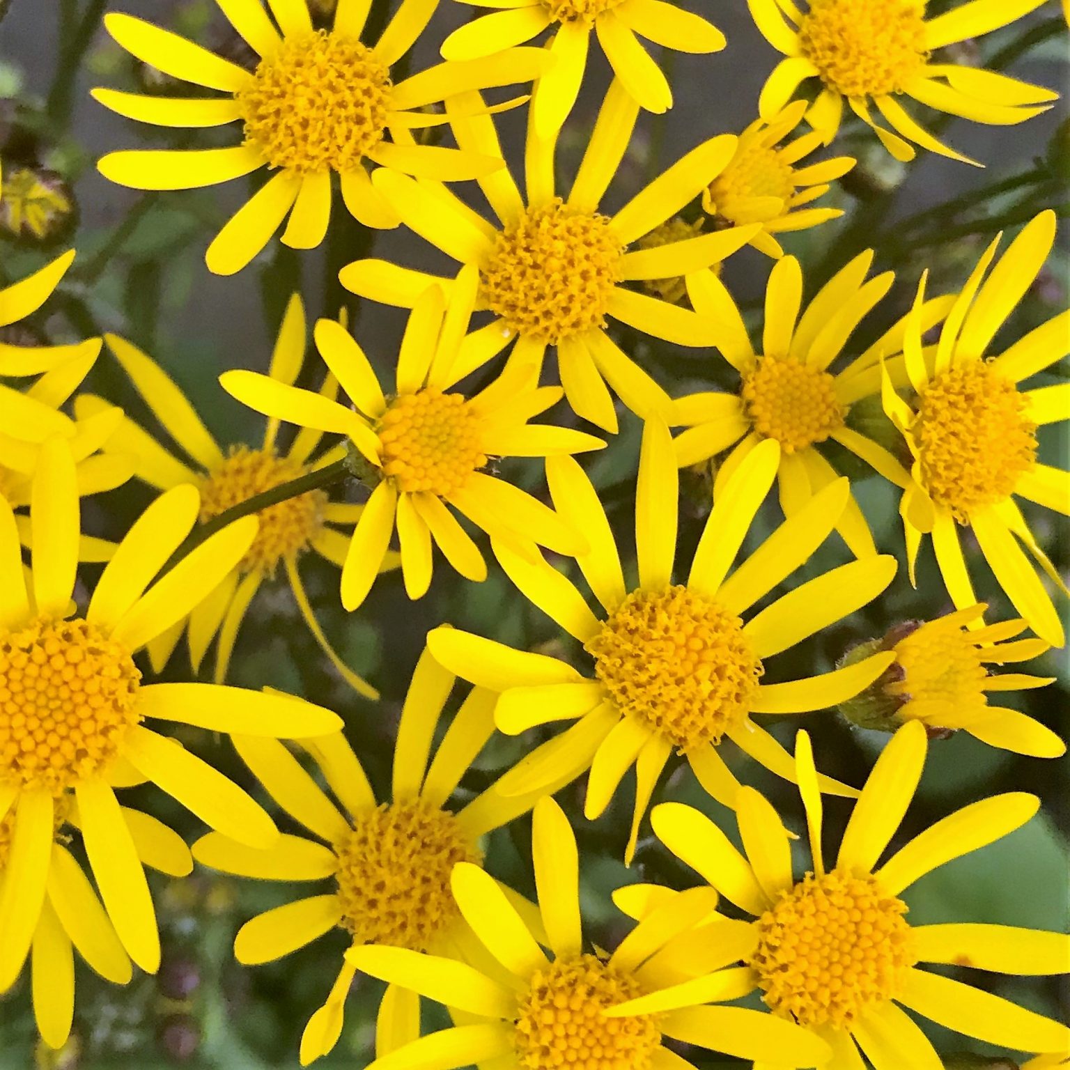 Senecio aureus (Golden Ragwort) - Cavano's Perennials