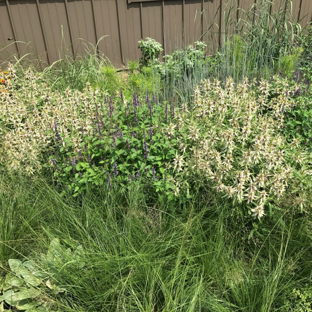 Sporobolus heterolepis (Prairie Dropseed) - Cavano's Perennials