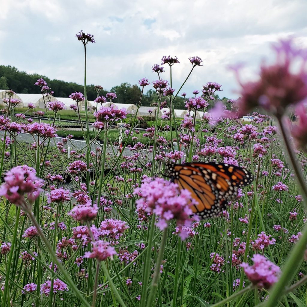 Verbena bonariensis (Vervain) - Cavano's Perennials