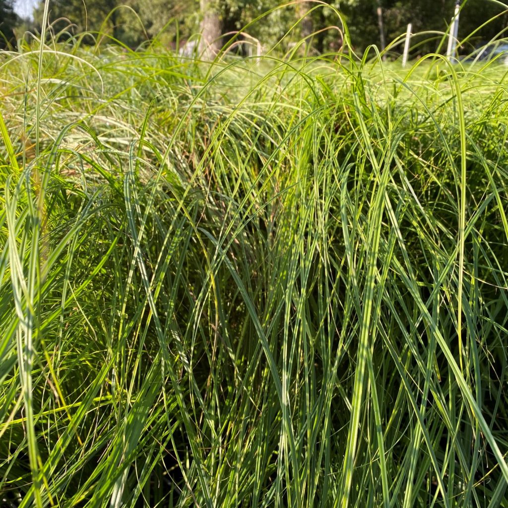 Carex vulpinoidea (Fox Sedge) - Cavano's Perennials