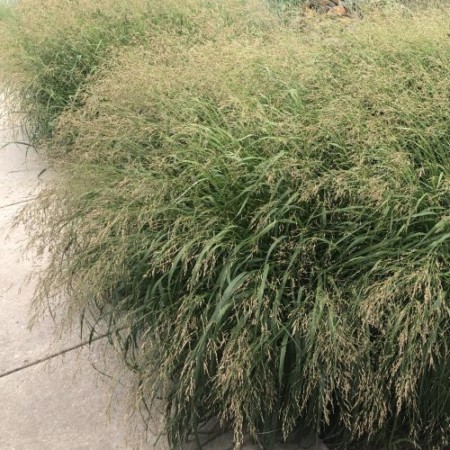 Panicum ‘Cape Breeze’ (Switch Grass) - Cavano's Perennials