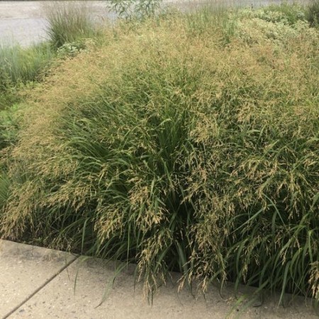 Panicum ‘Cape Breeze’ (Switch Grass) - Cavano's Perennials
