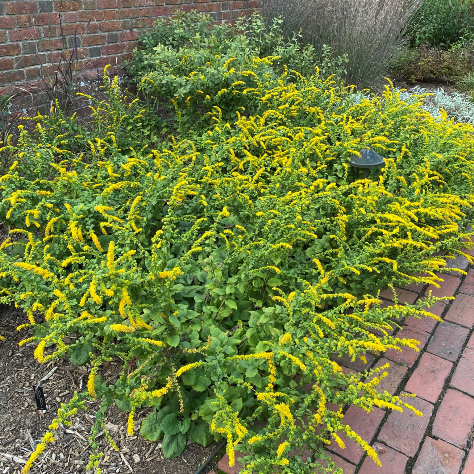 Solidago ‘Golden Fleece’ - Cavano's Perennials