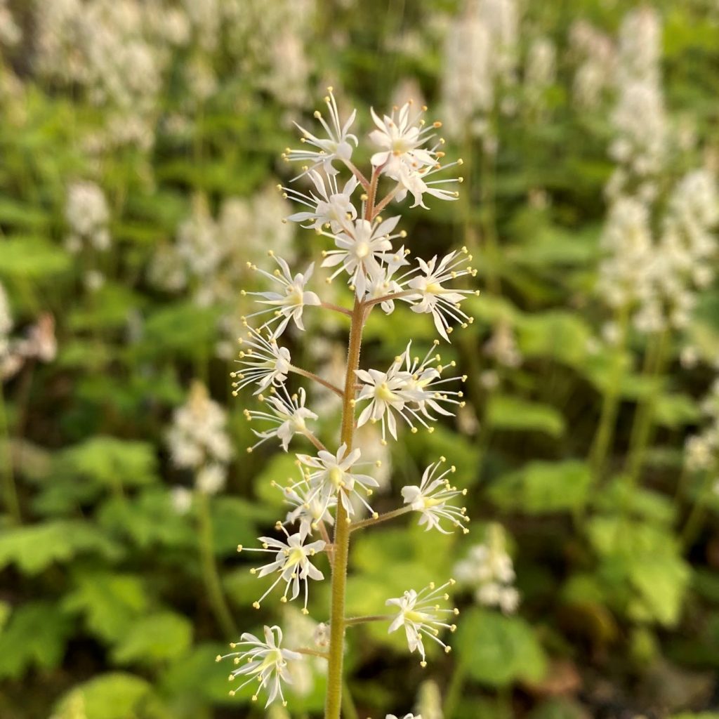 Tiarella cordifolia (Foam Flower) - Cavano's Perennials