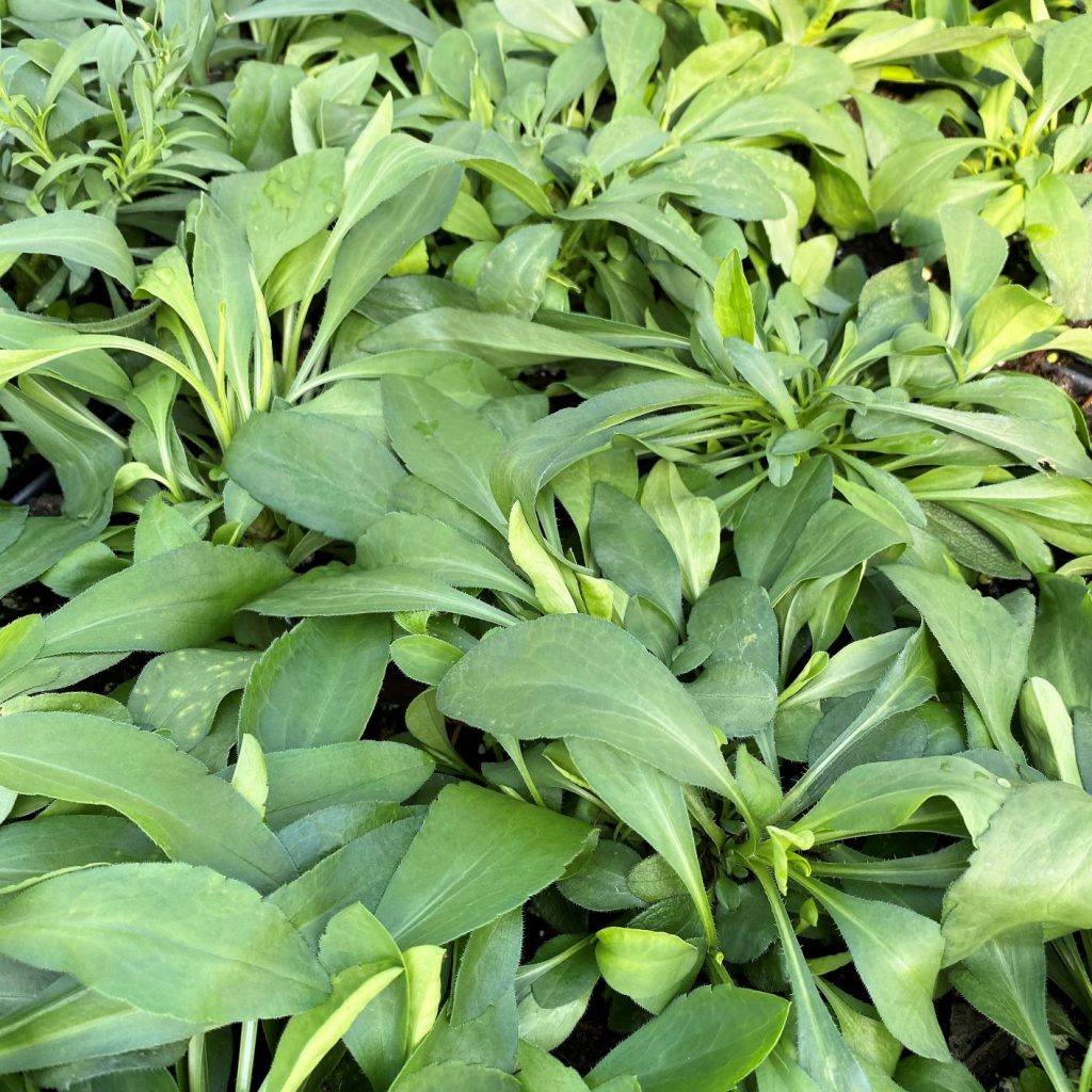 Aster pilosus (Frost Aster) - Cavano's Perennials