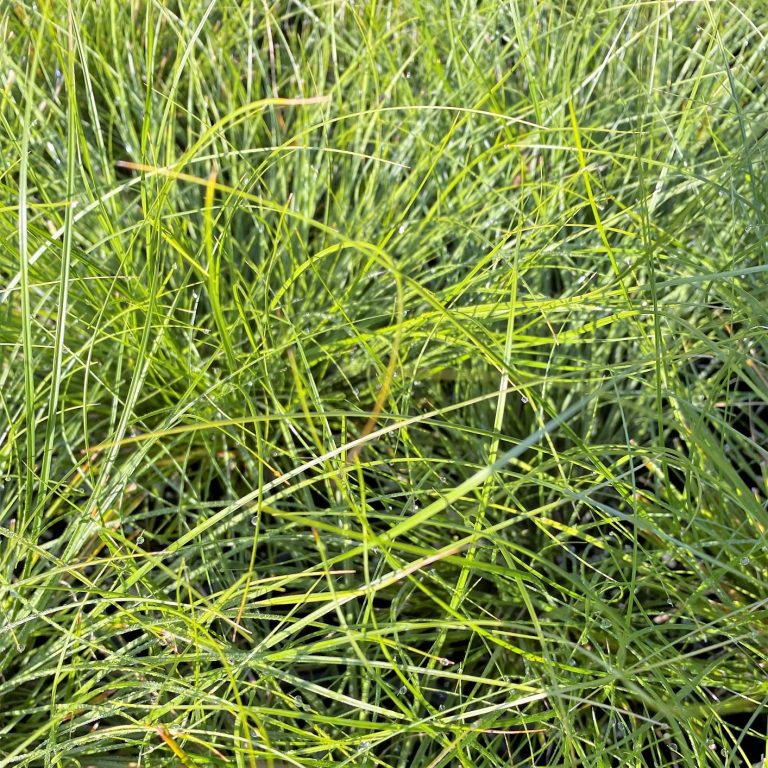 Carex radiata (Eastern Star Sedge) - Cavano's Perennials
