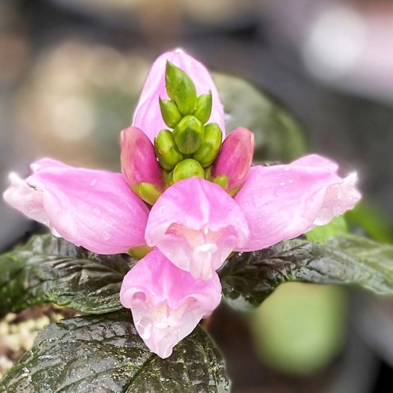 Chelone lyonii ‘Hot Lips’ (Pink Turtlehead) - Cavano's Perennials
