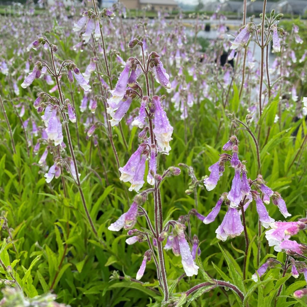 Penstemon hirsutus (Hairy Beardtongue) - Cavano's Perennials