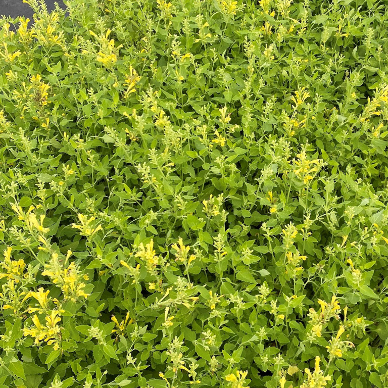 Agastache POQUITO Butter Yellow - Cavano’s Perennials