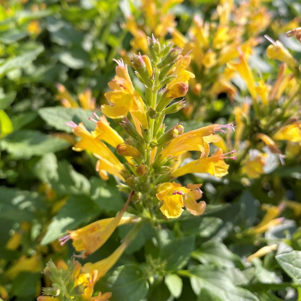 Agastache POQUITO Butter Yellow - Cavano's Perennials