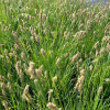 Carex woodii (Pretty Sedge) - Cavano’s Perennials