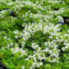 Thymus s. ‘Albiflorus’ (Creeping Thyme) - Cavano’s Perennials