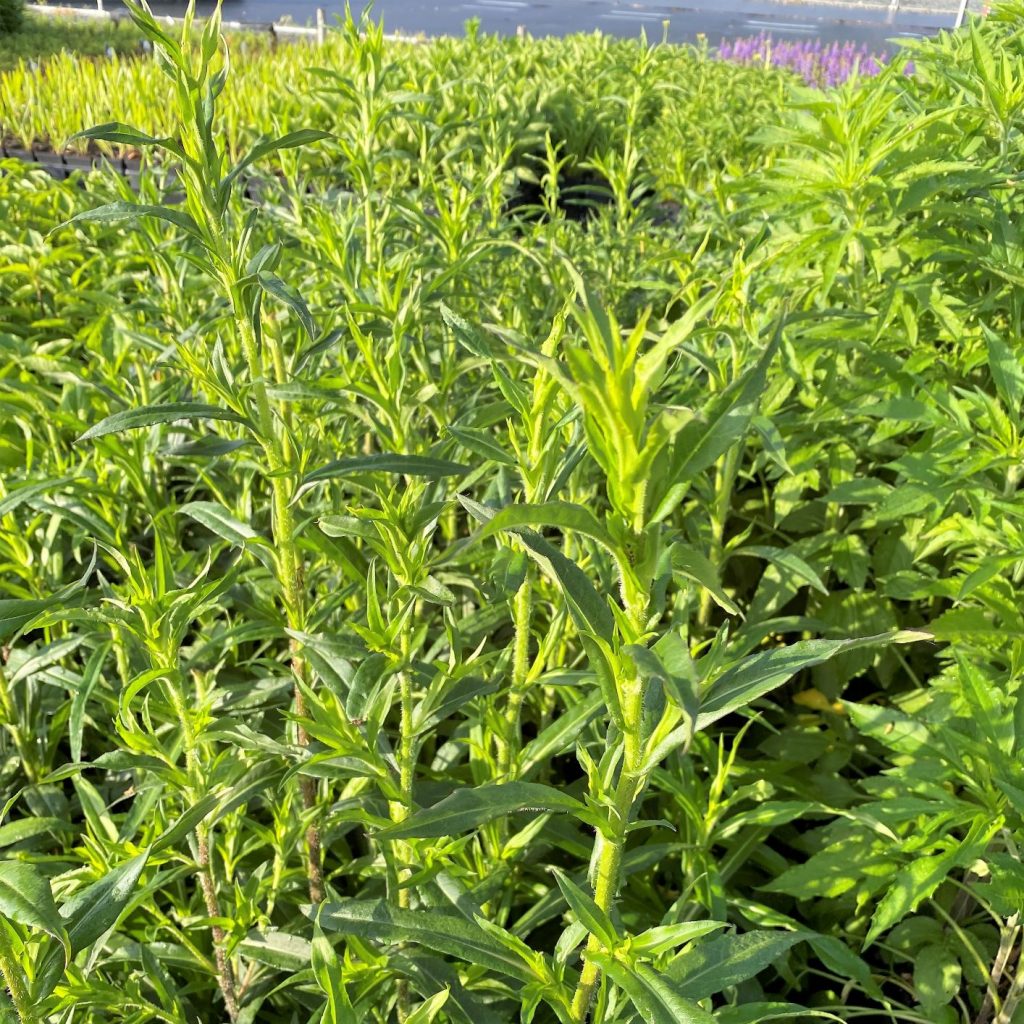 Aster puniceus (Purple Stem Aster) - Cavano's Perennials