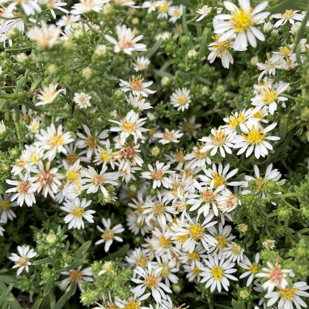 Aster ericoides ‘Snow Flurry’ (Heath Aster) - Cavano’s Perennials