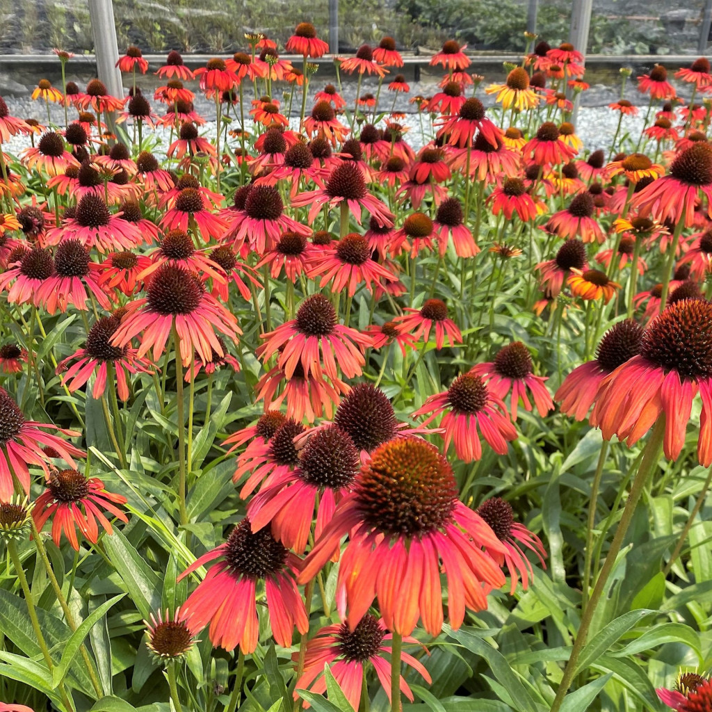 Echinacea Postman (Coneflower) - Cavano’s Perennials